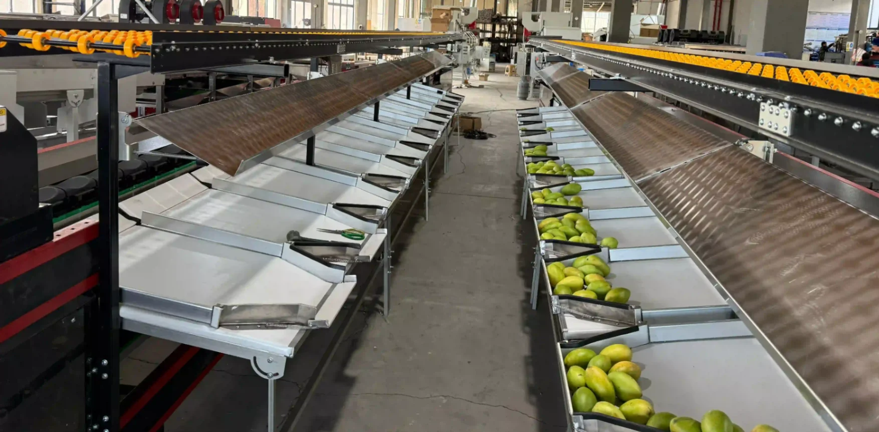 Mango washing dryng waxing & sorting line installed in... | FstSort